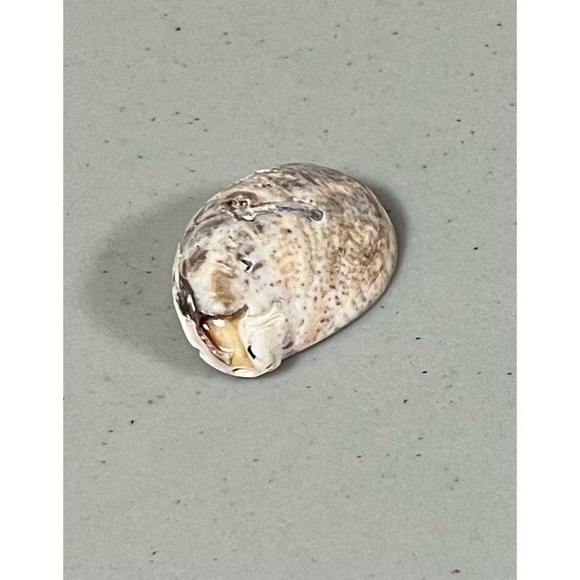 Accents | Spotted Crepidula Sea Snail Seashell Ocean Beach Shell Ocean ...